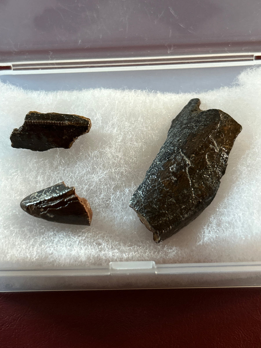 -Tyrannosaurus Rex Tooth Fragment – Pierson Fossil Company LLC