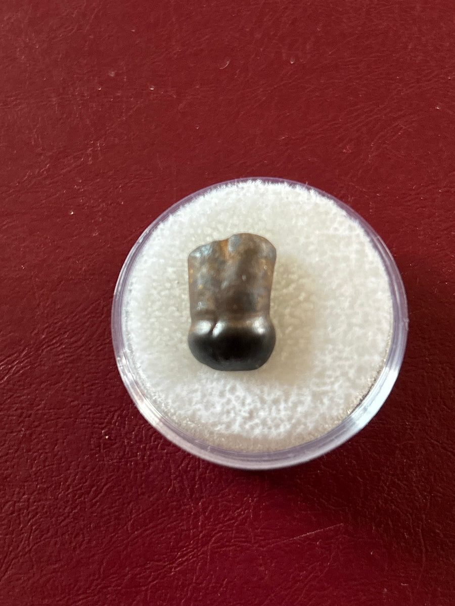 -Crocodile Tooth – Pierson Fossil Company LLC