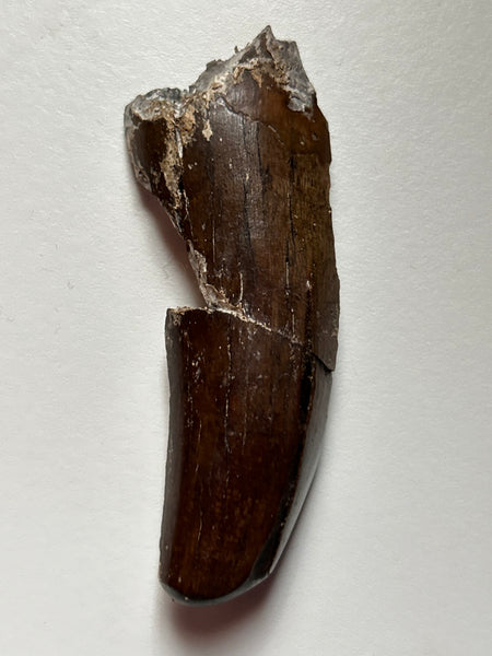 Tyrannosaurus Rex Tooth Fragment – Pierson Fossil Company LLC