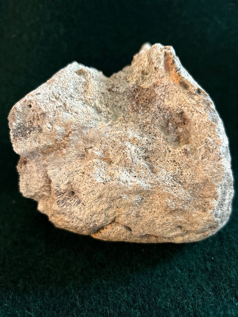 Triceratops Jugal Bone – Pierson Fossil Company LLC