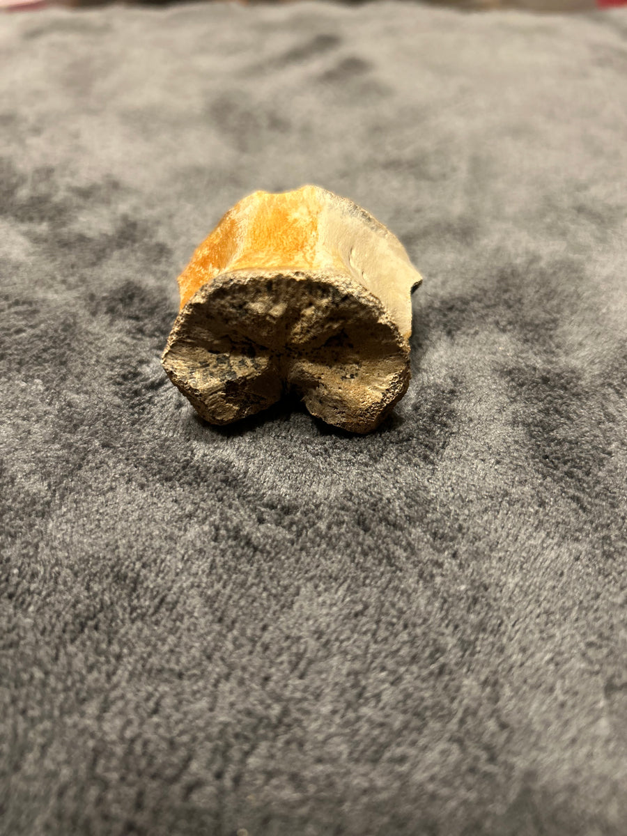 Unidentified Dinosaur Vertebrae – Pierson Fossil Company LLC