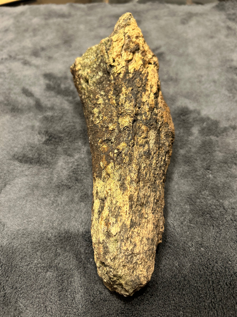 Triceratops Brow Horn – Pierson Fossil Company LLC