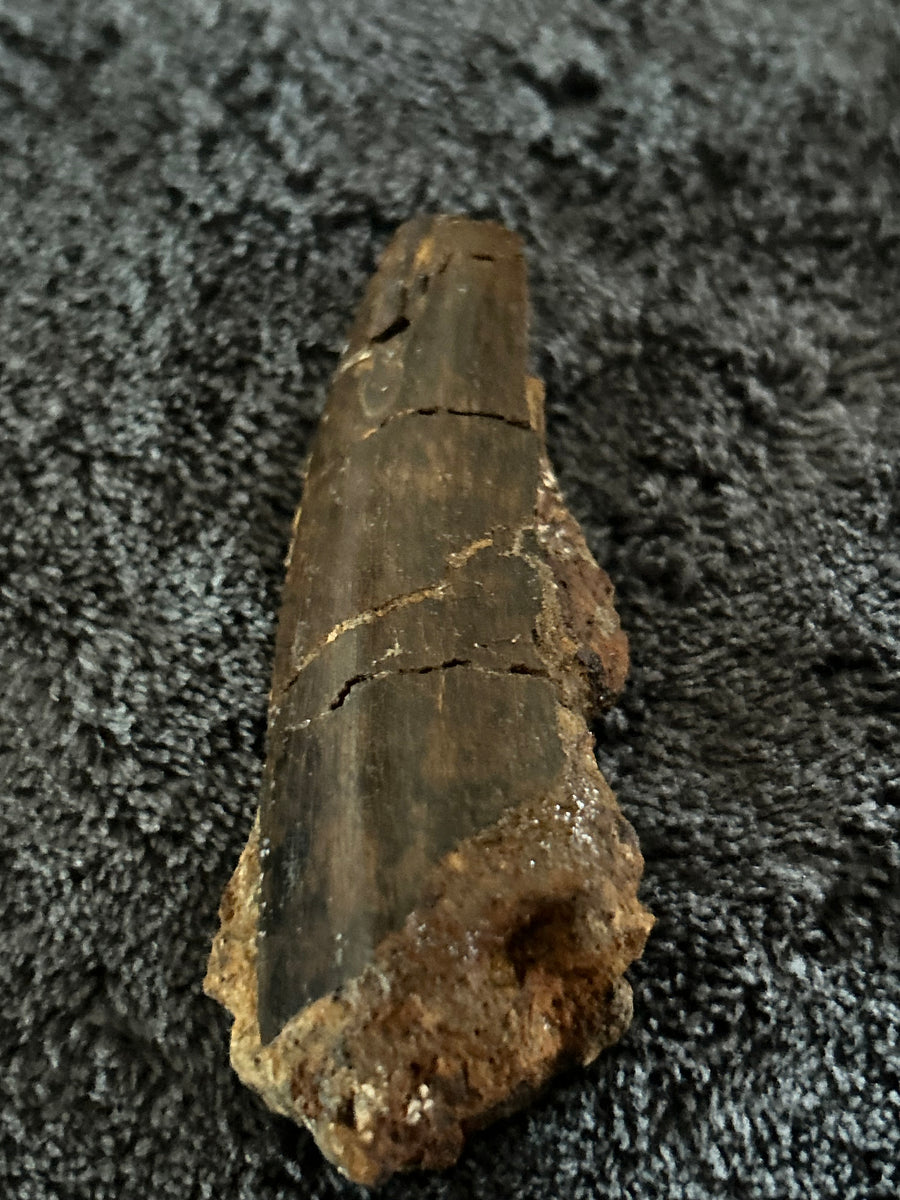 -Tyrannosaurus Rex Tooth Fragment – Pierson Fossil Company LLC