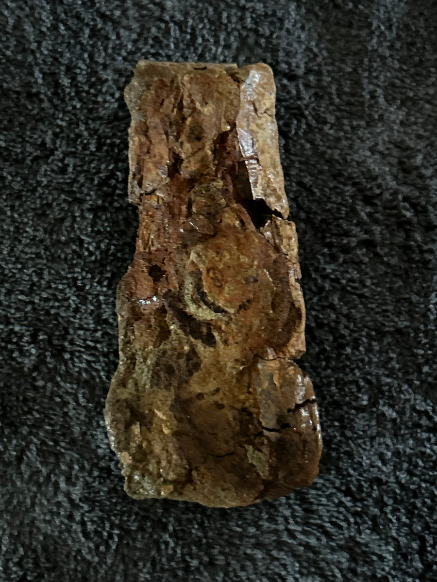 -Tyrannosaurus Rex Tooth Fragment – Pierson Fossil Company LLC