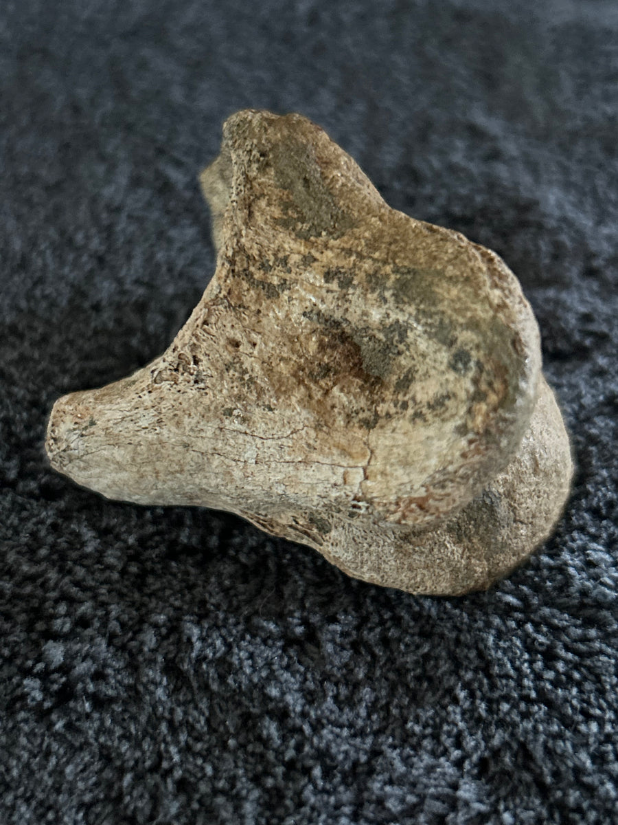 -Theropod Pedal Digit – Pierson Fossil Company LLC