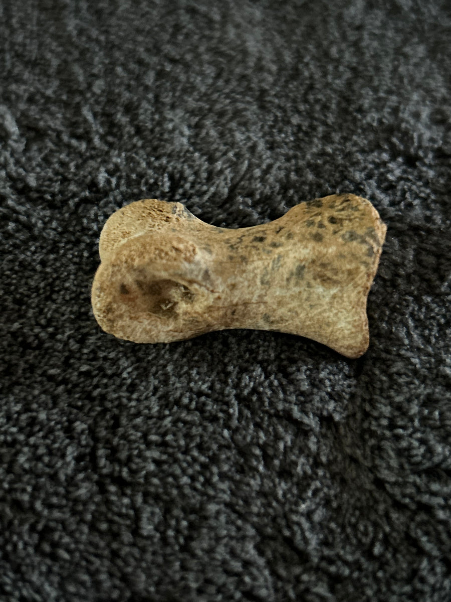 -Theropod Digit – Pierson Fossil Company LLC