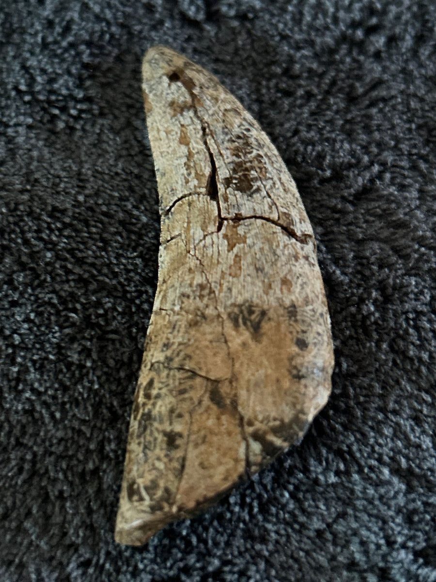 -Nanotyrannus Tooth – Pierson Fossil Company LLC