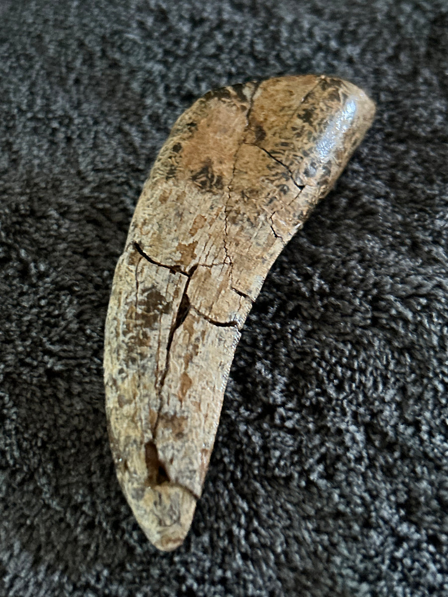 -Nanotyrannus Tooth – Pierson Fossil Company LLC