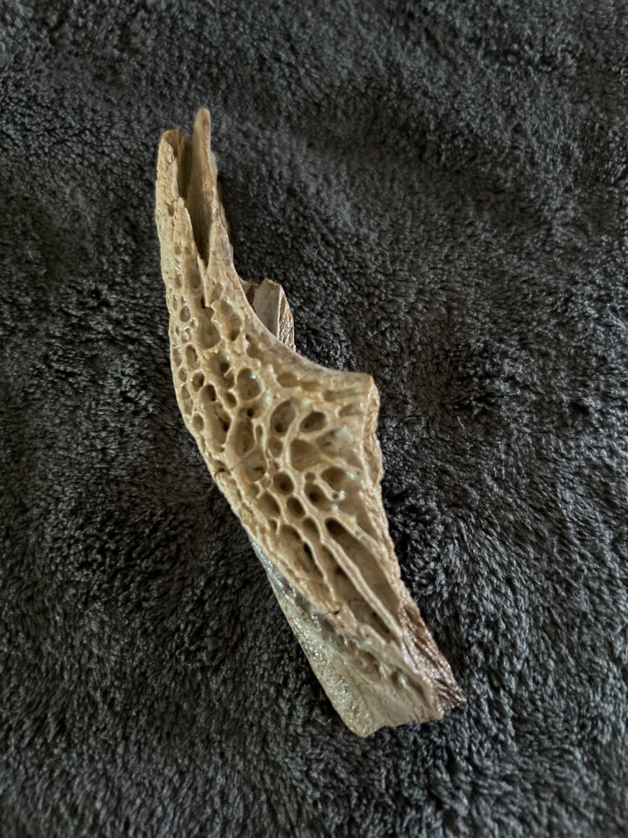 -Crocodile Skull Fragment – Pierson Fossil Company LLC