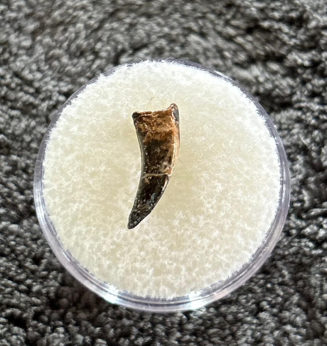 -Paronychodon Tooth – Pierson Fossil Company LLC
