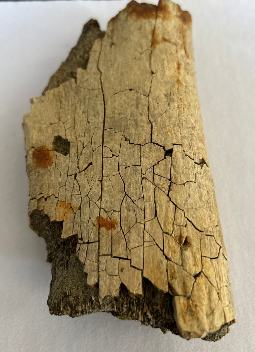 Dinosaur Rib Bone Segment – Pierson Fossil Company LLC