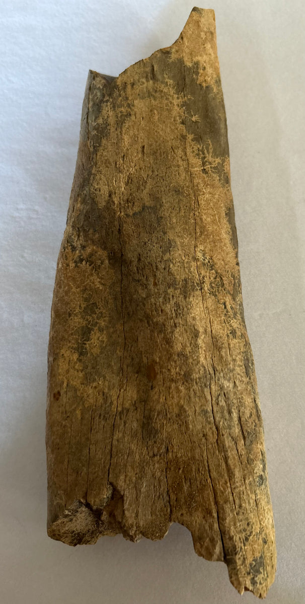 Dinosaur Rib Bone Segment – Pierson Fossil Company LLC