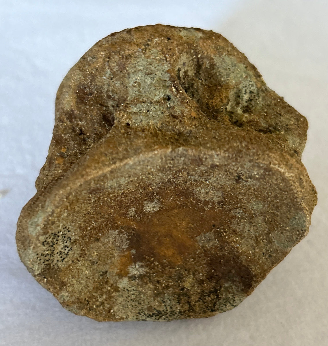 Unidentified Fossilized Vertebra – Pierson Fossil Company LLC