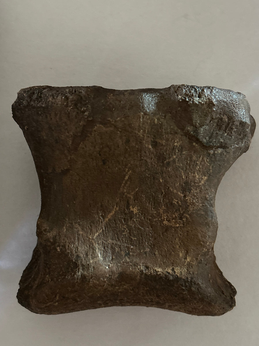 Hadrosaur Toe Bone – Pierson Fossil Company LLC