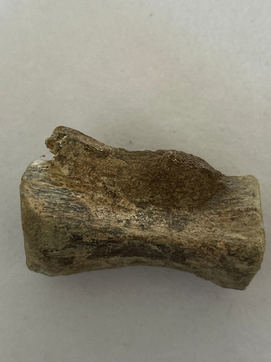 Raptor Vertebra – Pierson Fossil Company LLC