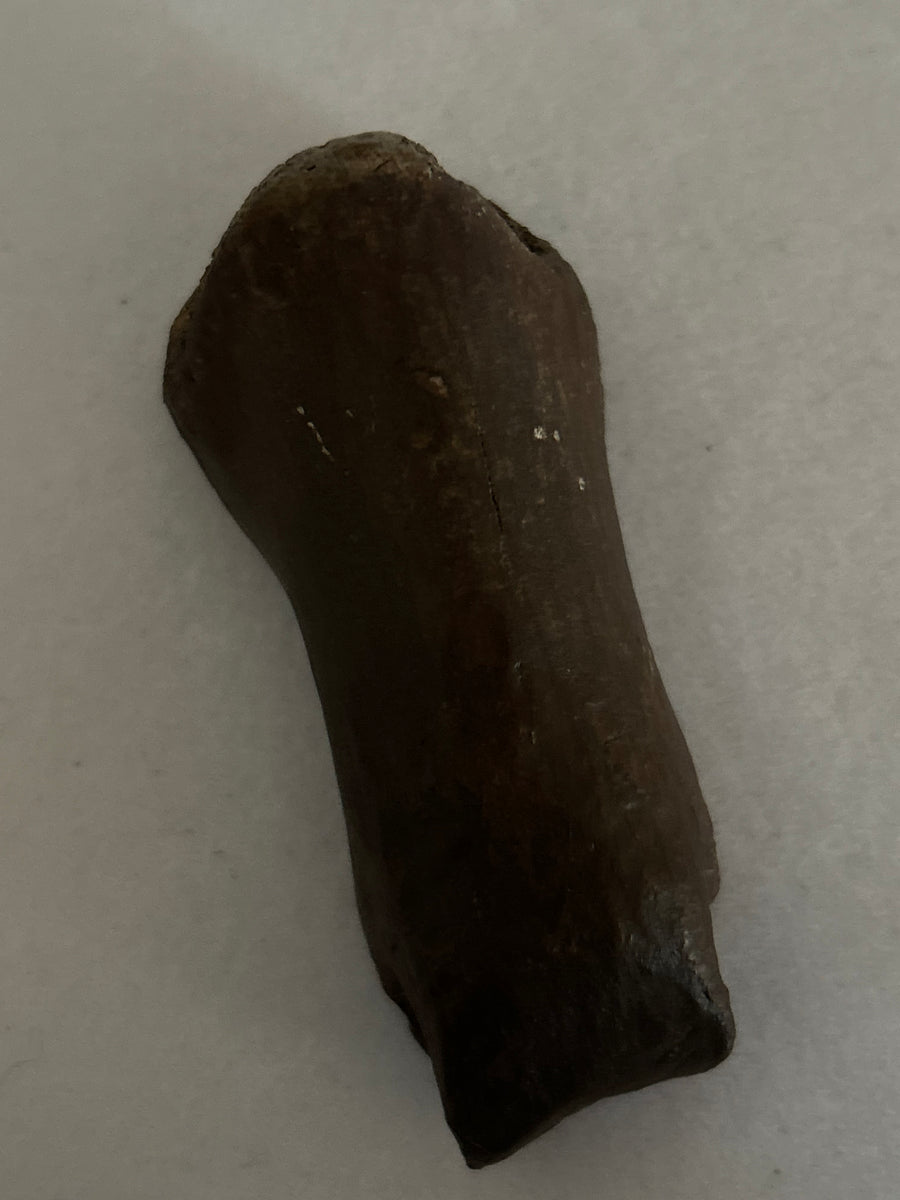 Struthiomimus Toe Bone – Pierson Fossil Company LLC