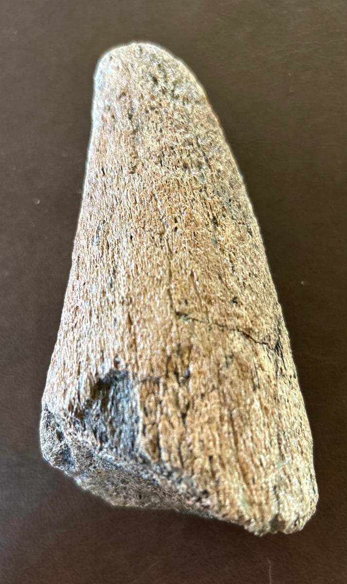 Triceratops Brow Horn Tip – Pierson Fossil Company LLC