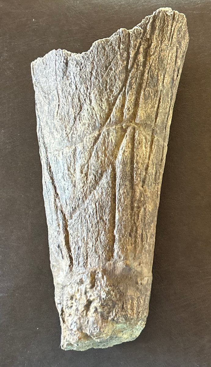 Triceratops Brow Horn Section – Pierson Fossil Company LLC