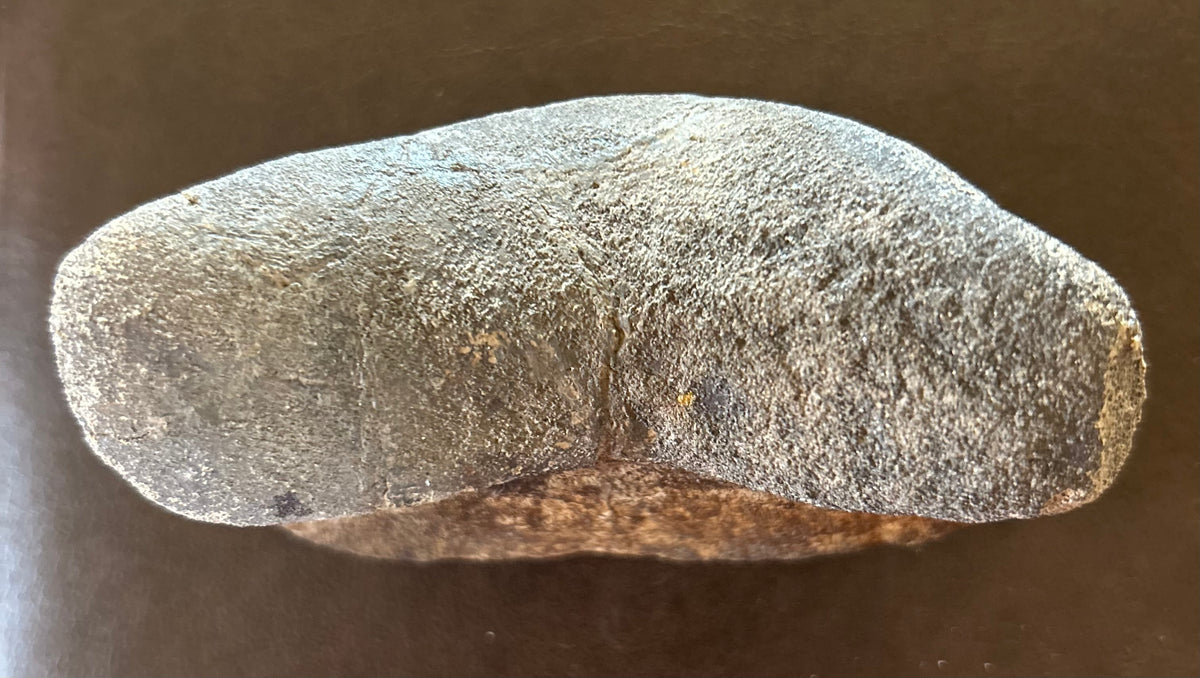 Hadrosaur Metatarsal (foot bone) – Pierson Fossil Company LLC