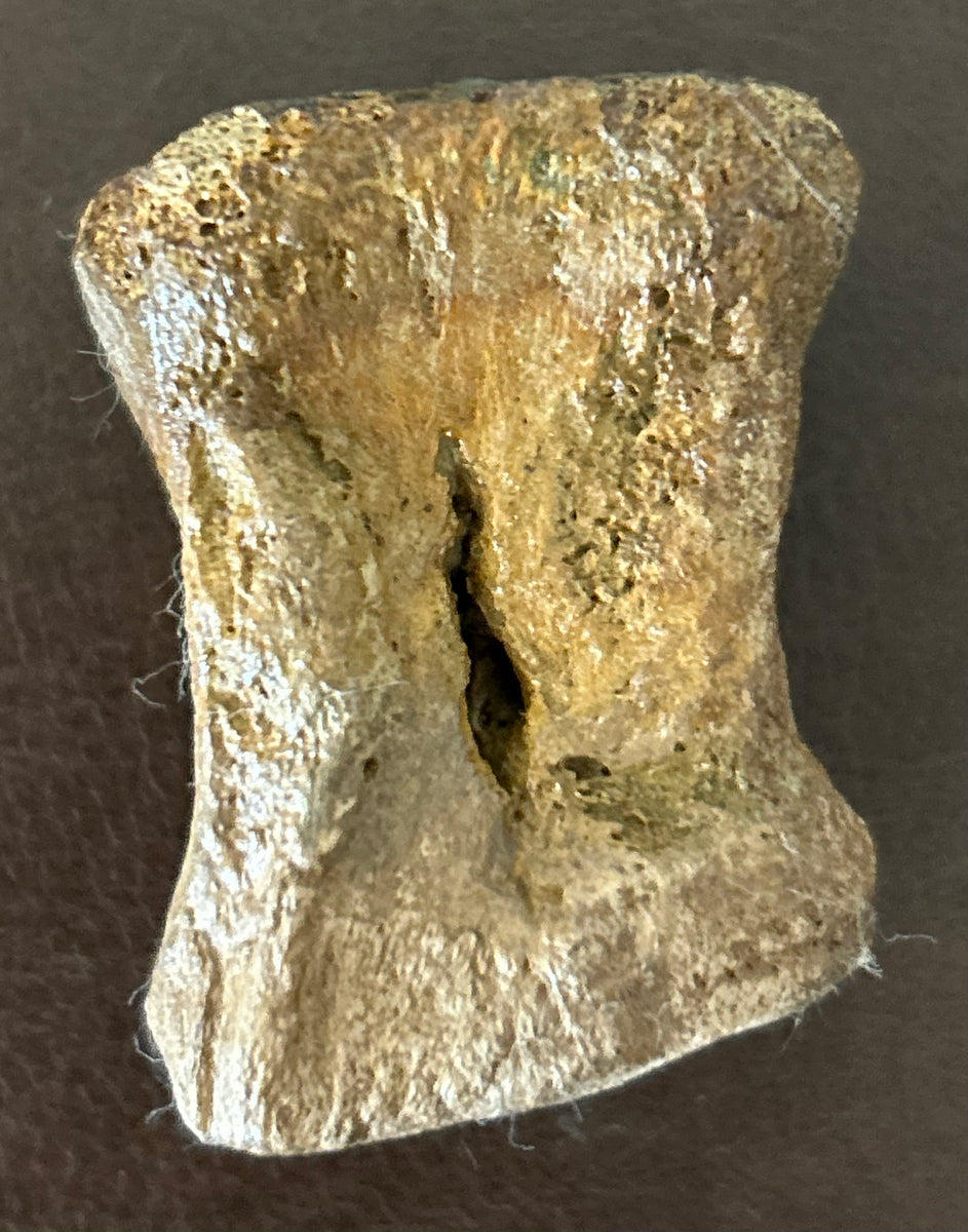 Raptor Vertebrae – Pierson Fossil Company LLC