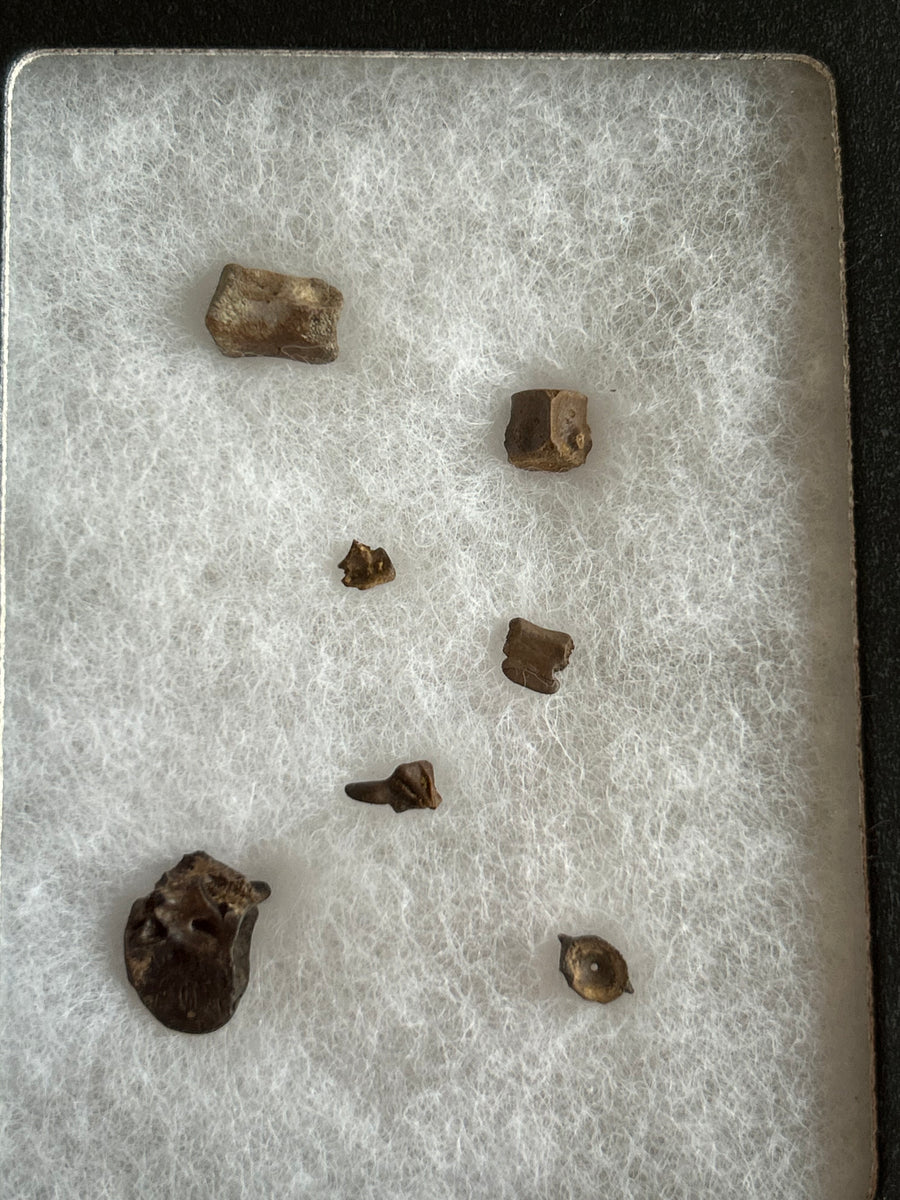 Fossilized Small Vertebrae Collection – Pierson Fossil Company LLC