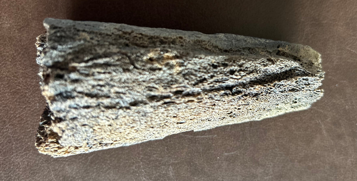 Baby Triceratops Brow Horn – Pierson Fossil Company LLC