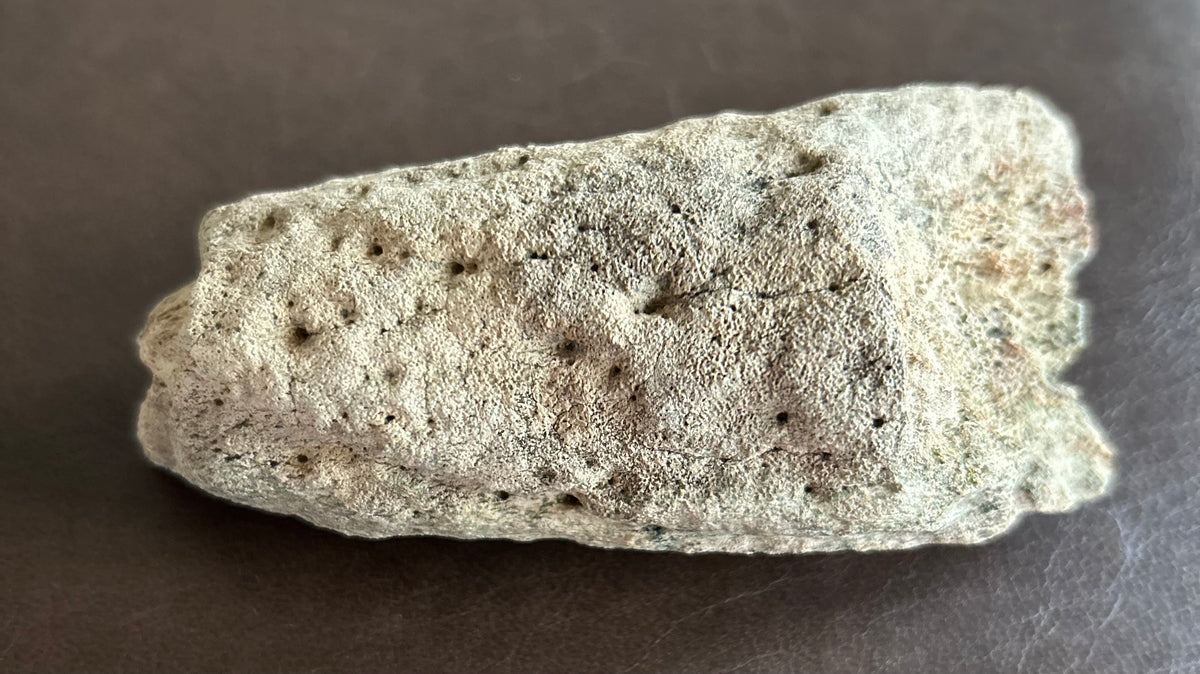 Baby Triceratops Brow Horn – Pierson Fossil Company LLC