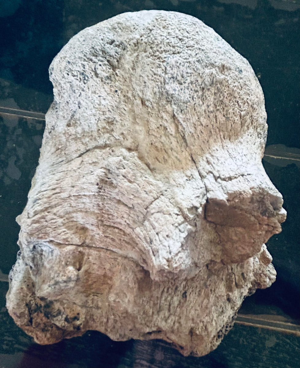 Triceratops Occipital Condyle – Pierson Fossil Company LLC