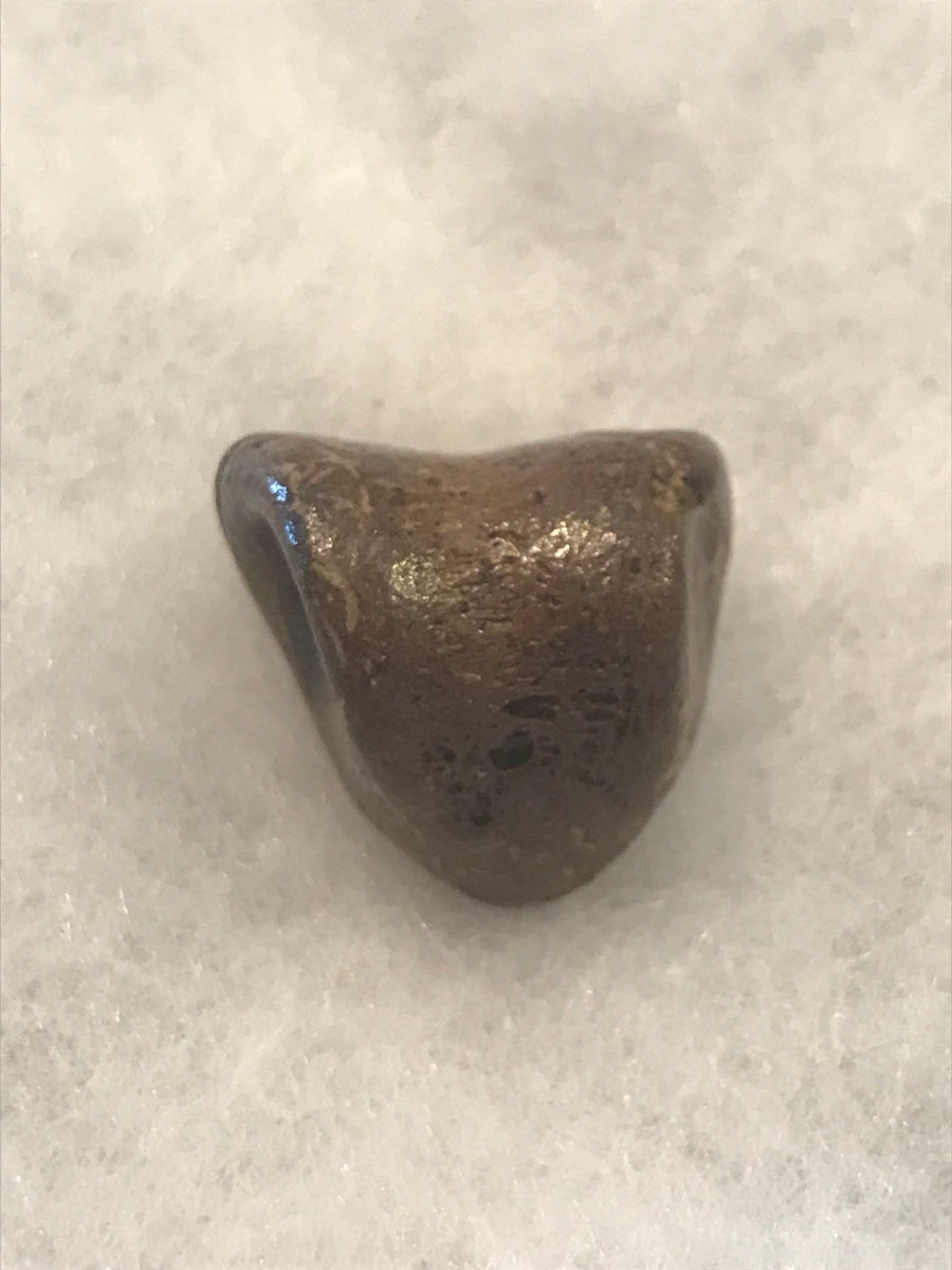 Theropod Digit – Pierson Fossil Company LLC