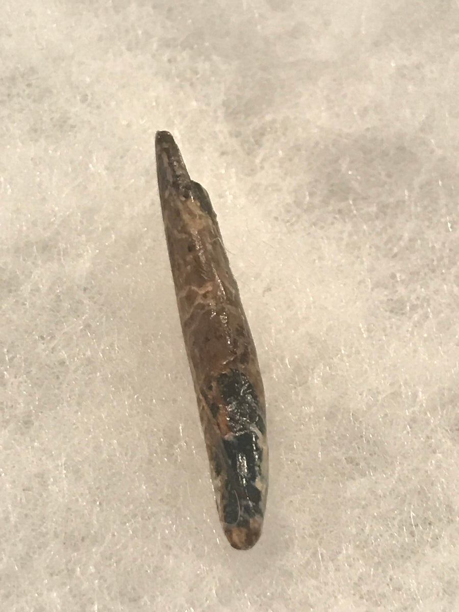 Didelphodon Tooth – Pierson Fossil Company LLC