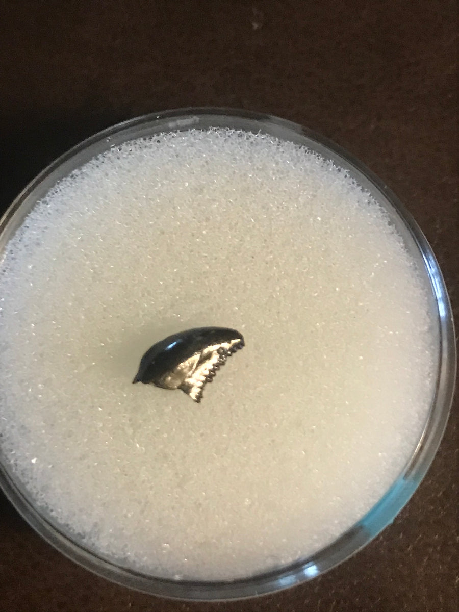 Troodon Tooth – Pierson Fossil Company LLC