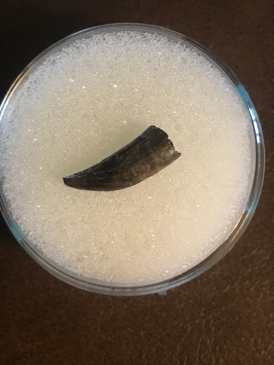 Paronychodon Tooth – Pierson Fossil Company LLC