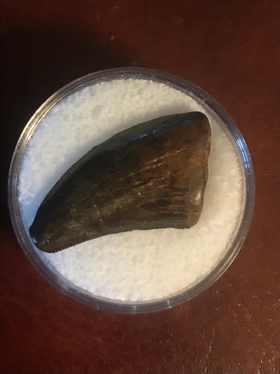 Dromaeosaur Tooth – Pierson Fossil Company LLC