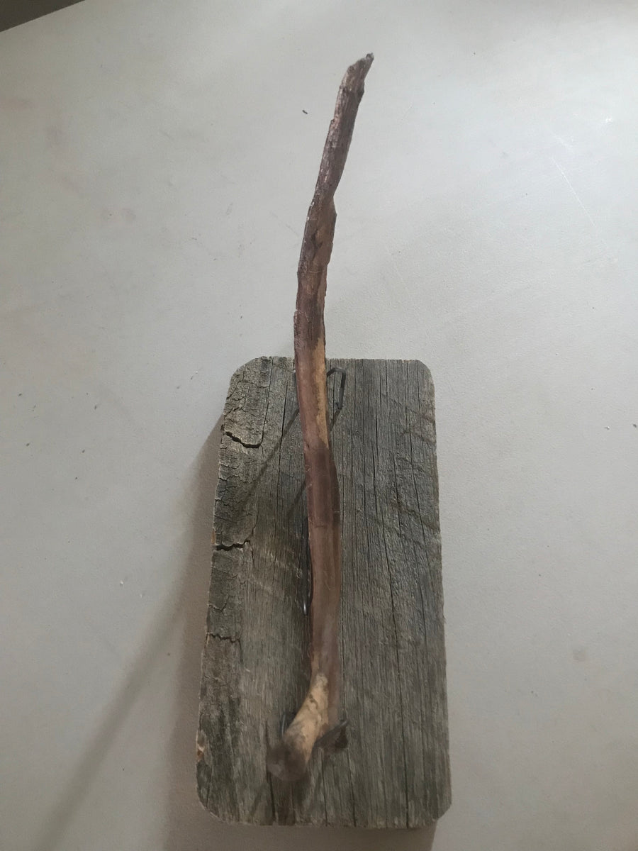 Dino Rib – Pierson Fossil Company LLC